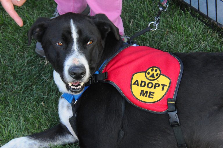 Humane Society of Central Arizona – Payson, Arizona Animal Shelter ...