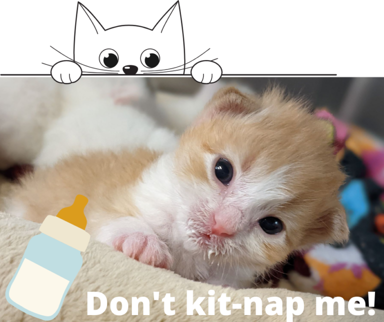 Humane Society of Central Arizona – Payson, Arizona Animal Shelter ...