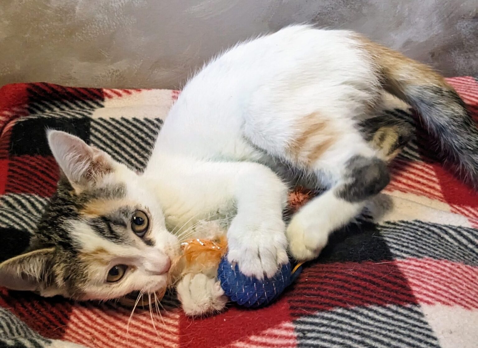 Humane Society of Central Arizona – Payson, Arizona Animal Shelter ...