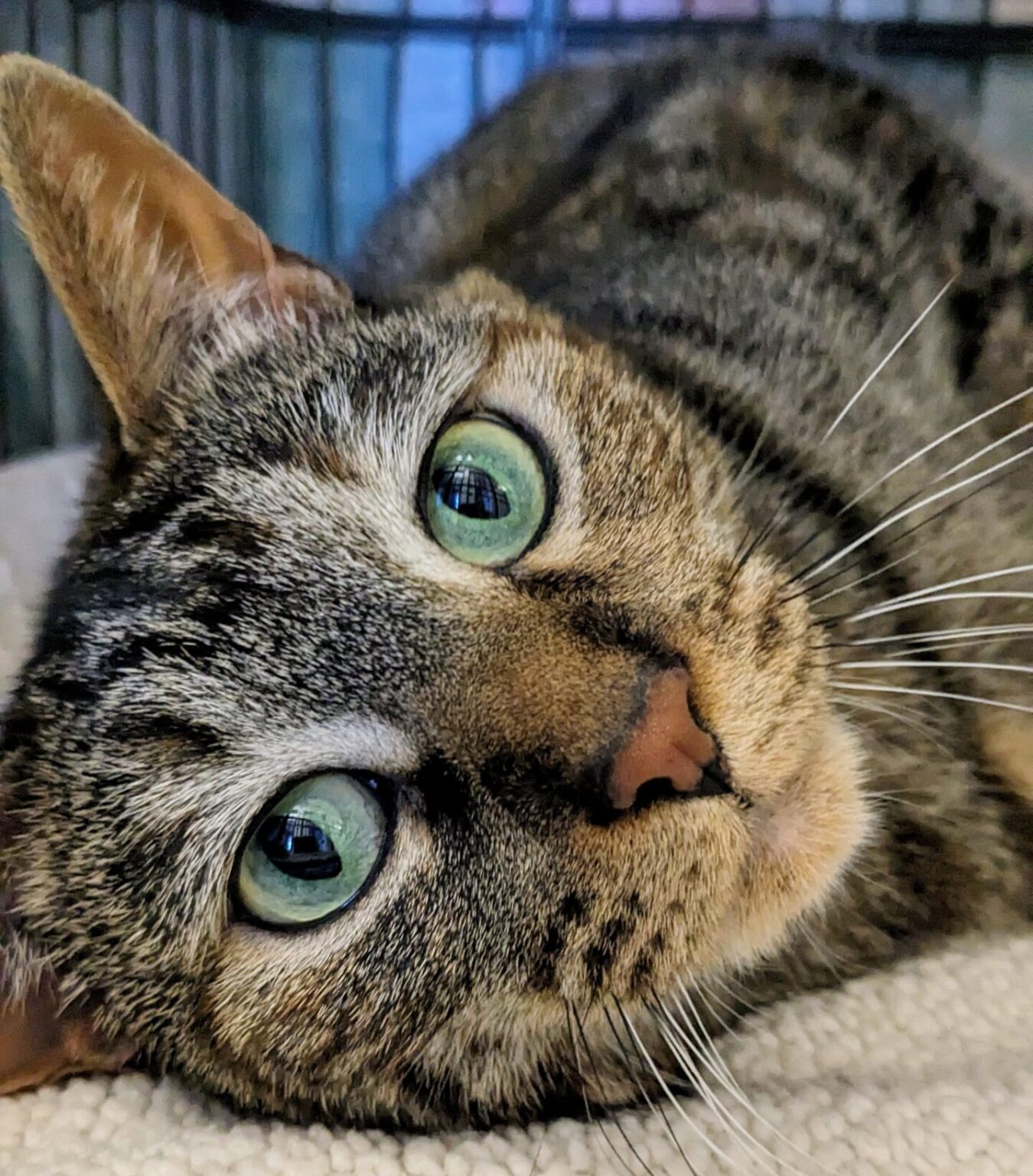 Humane Society of Central Arizona – Payson, Arizona Animal Shelter ...