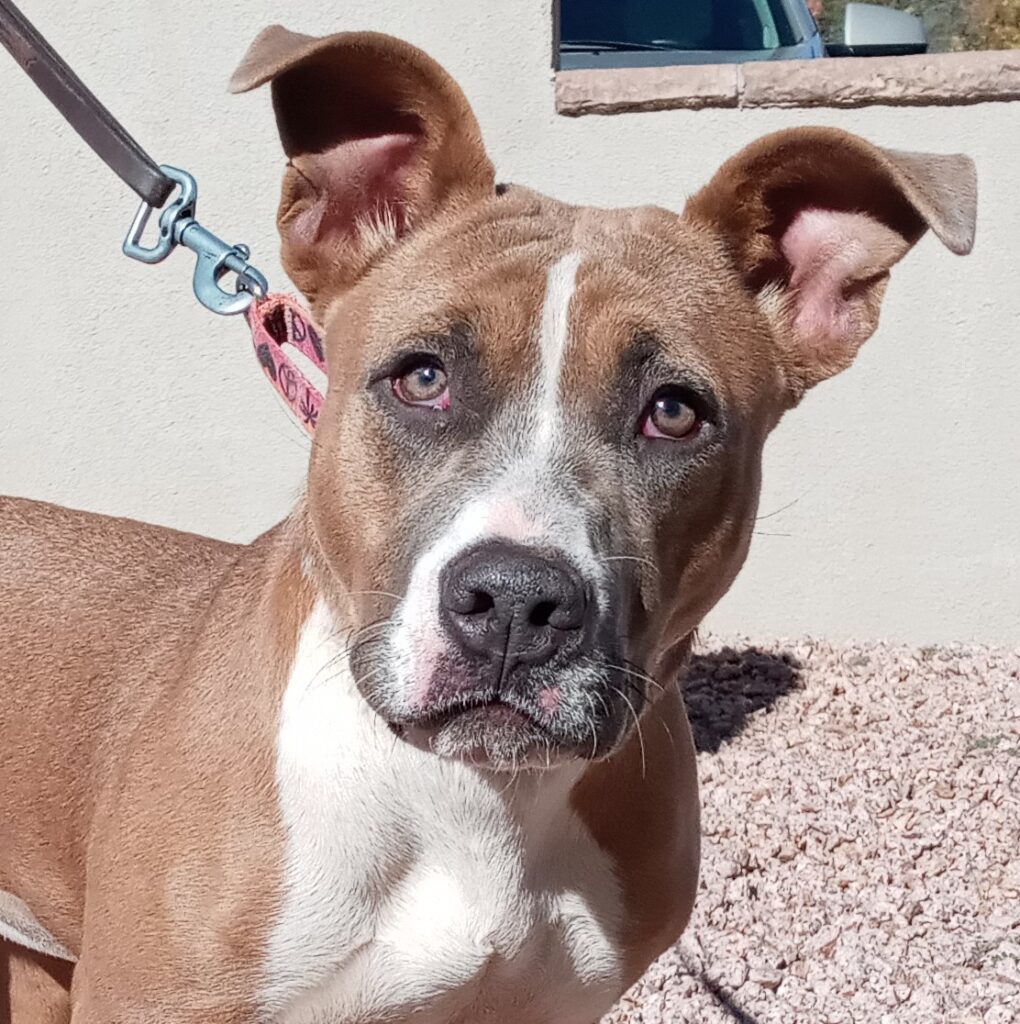 Humane Society of Central Arizona – Payson, Arizona Animal Shelter ...