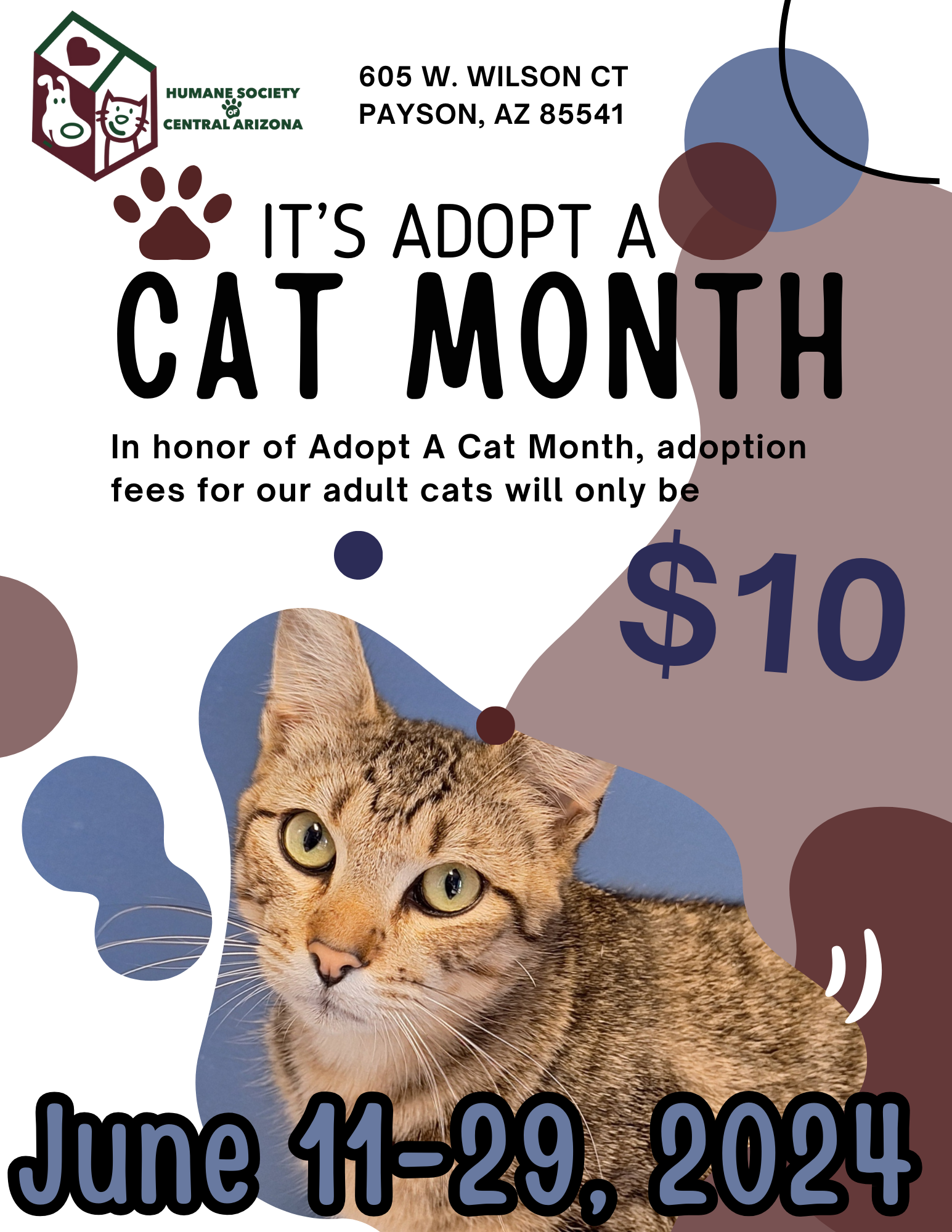 Adopt a Cat – Humane Society of Central Arizona